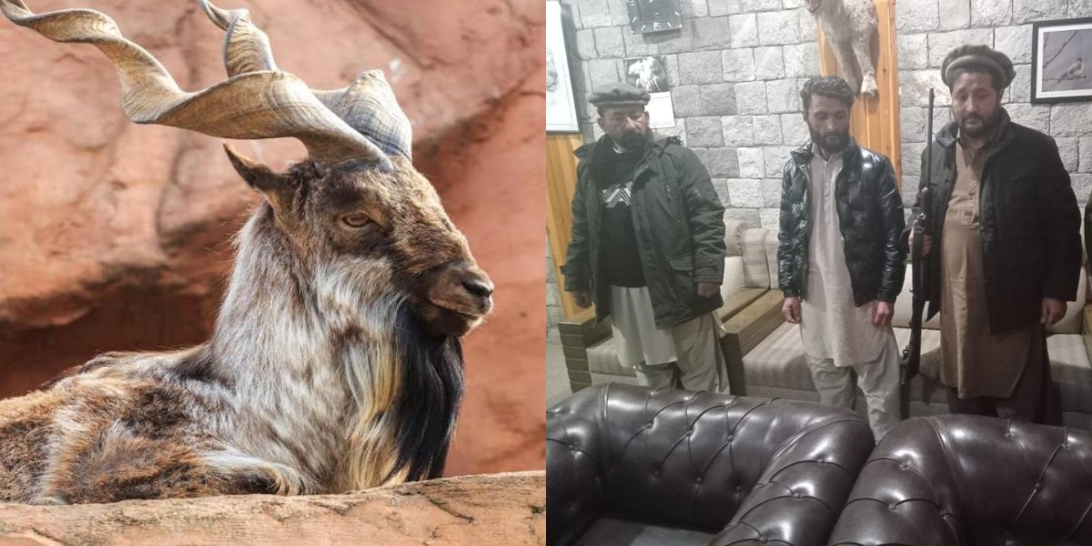 Man jailed for illegal markhor hunting in Gilgit - HUM News English