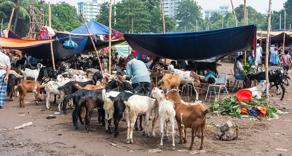 Karachi: Authorities shut down 45 illegal cattle markets - HUM News English
