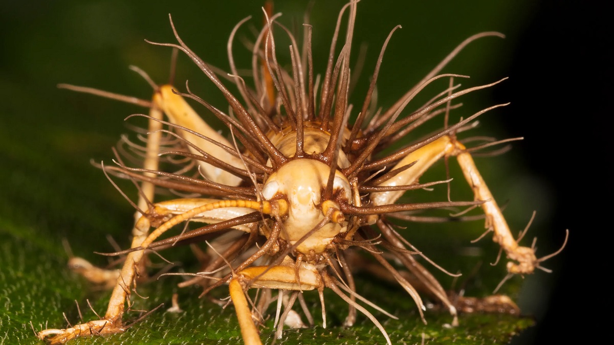 The ‘Cordyceps’ fungus creates real-life zombies - HUM News English