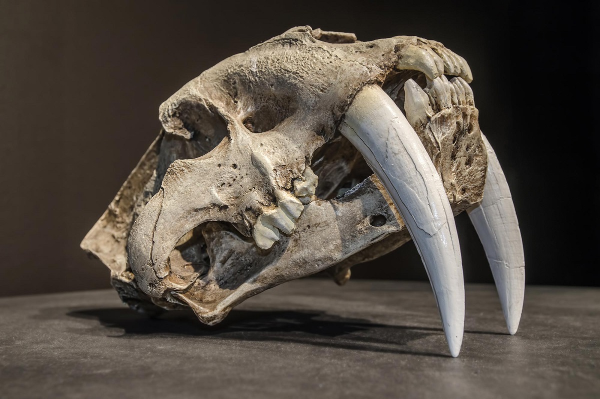 Why sabre-toothed predators evolved their deadly teeth - HUM News English