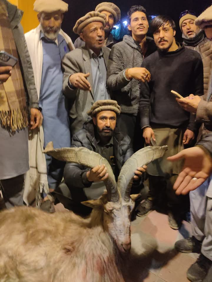 American citizen bags season’s last markhor hunt in Gilgit - HUM News ...