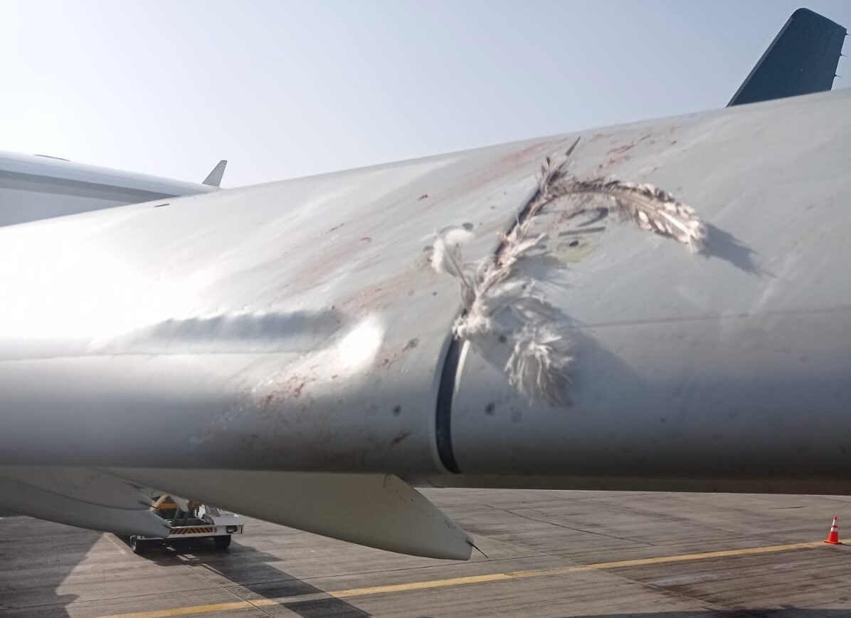 Bird hits PIA plane on route to Dubai - HUM News English