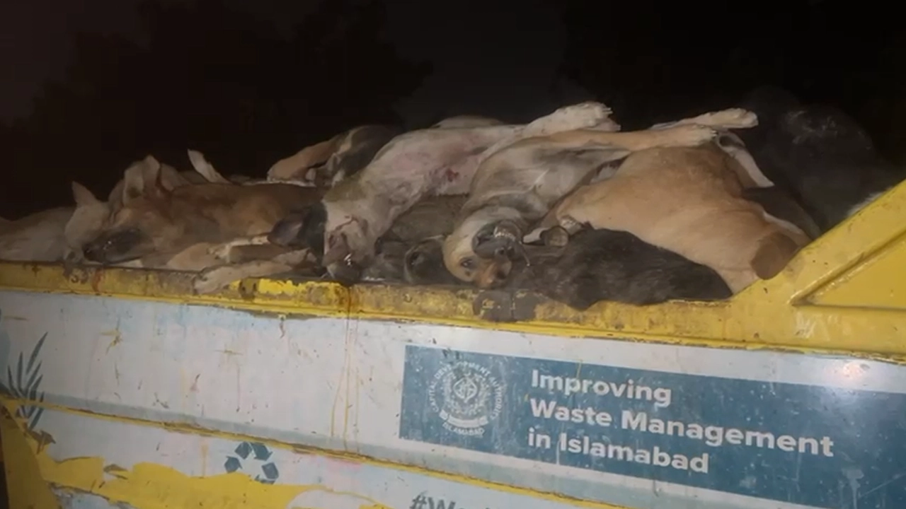 CDA accused of culling stray dogs despite court orders for humane TNVR ...