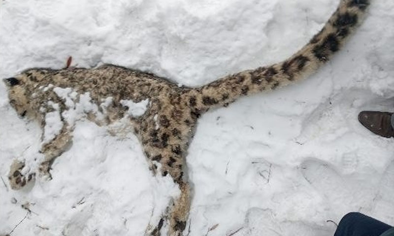 Snow leopard dies of natural causes in Chitral, autopsy finds - HUM News